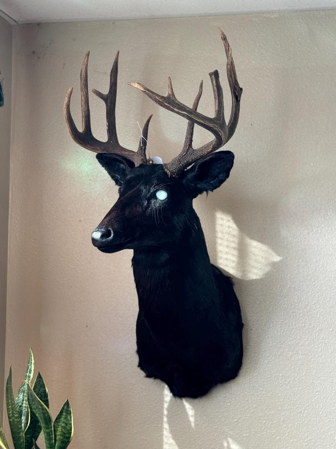 Gothic Black Buck Mount -ghost Eyes- Taxidermy Oddities - Etsy