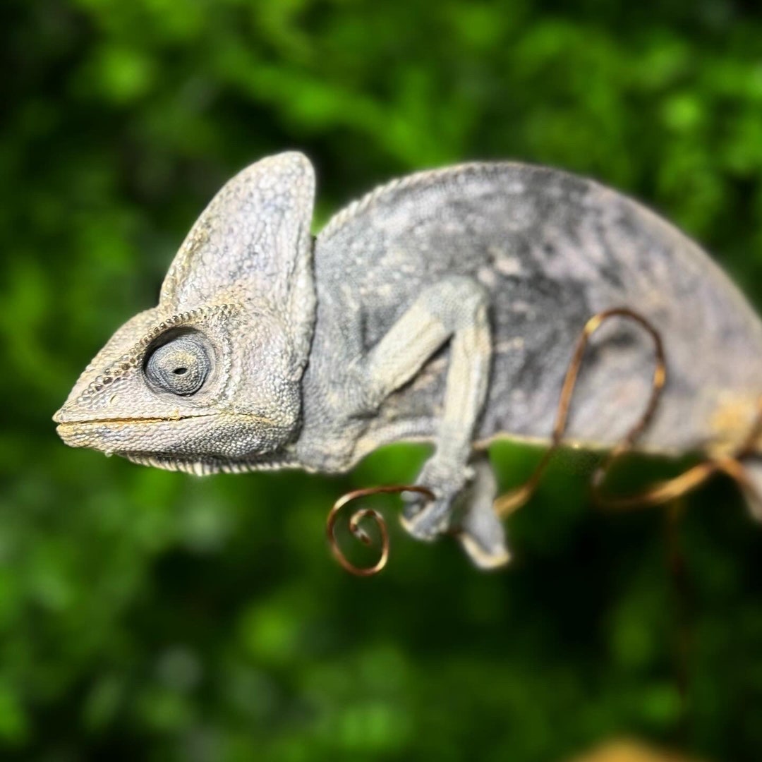 Mummy Chameleon - Oddity Display - Etsy