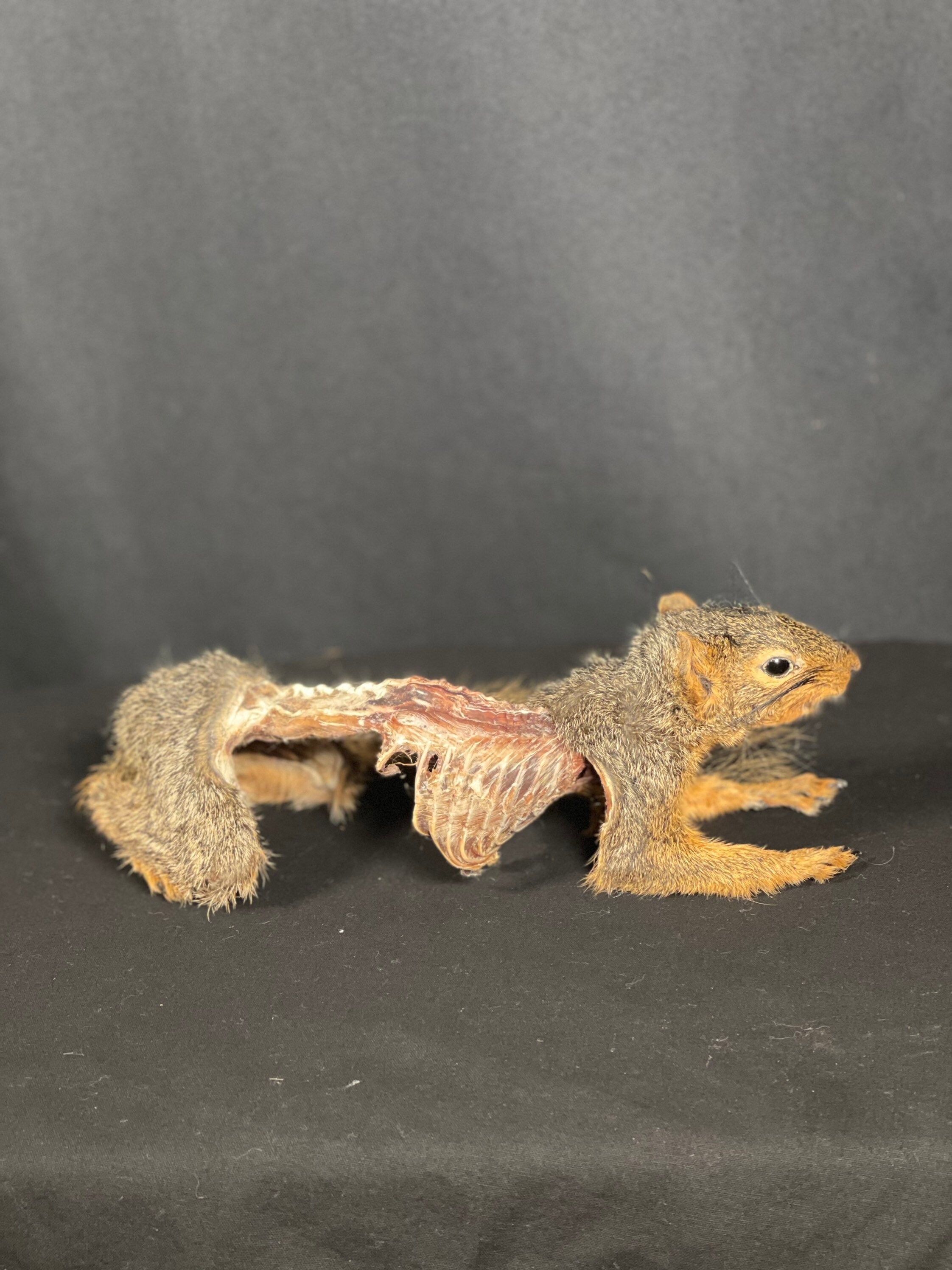 Mummified Zombie Squirrels Taxidermy Oddities - Etsy