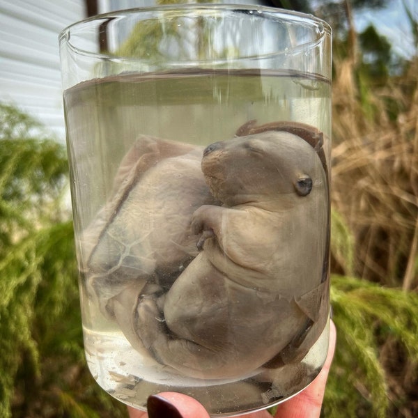 Wet Specimens - Etsy