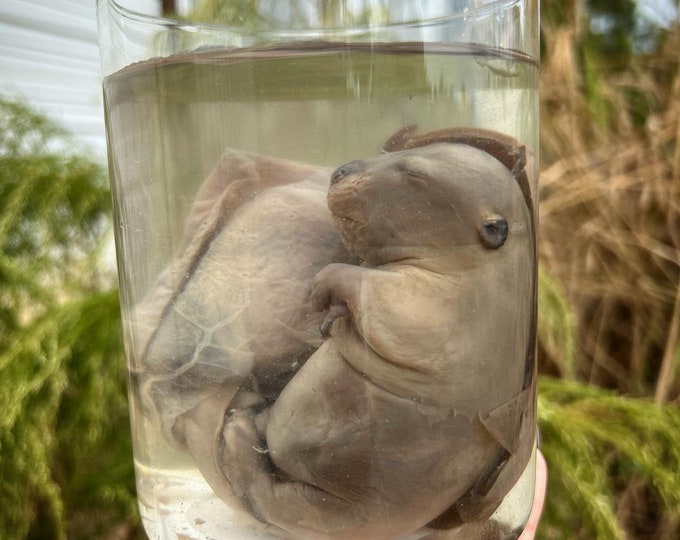 Fetal Beaver With Amniotic Sac Educational Wet Specimen - Etsy