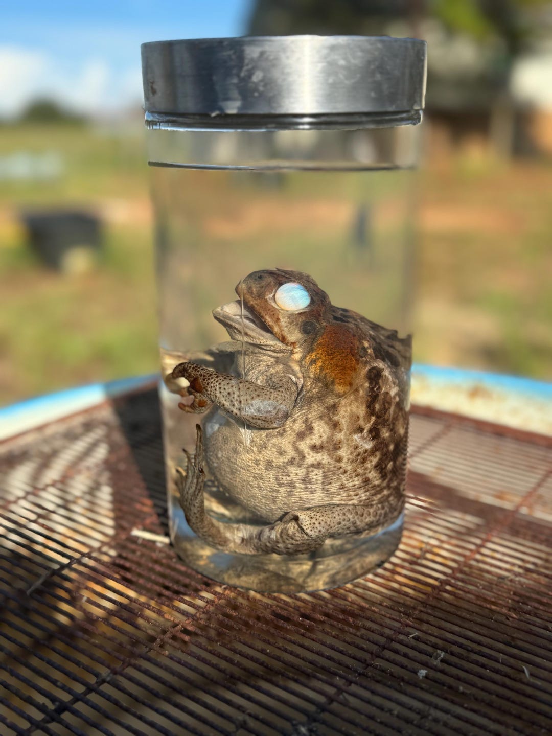 Bufo Cane Toad - Wet Specimen - Taxidermy Oddities - Etsy