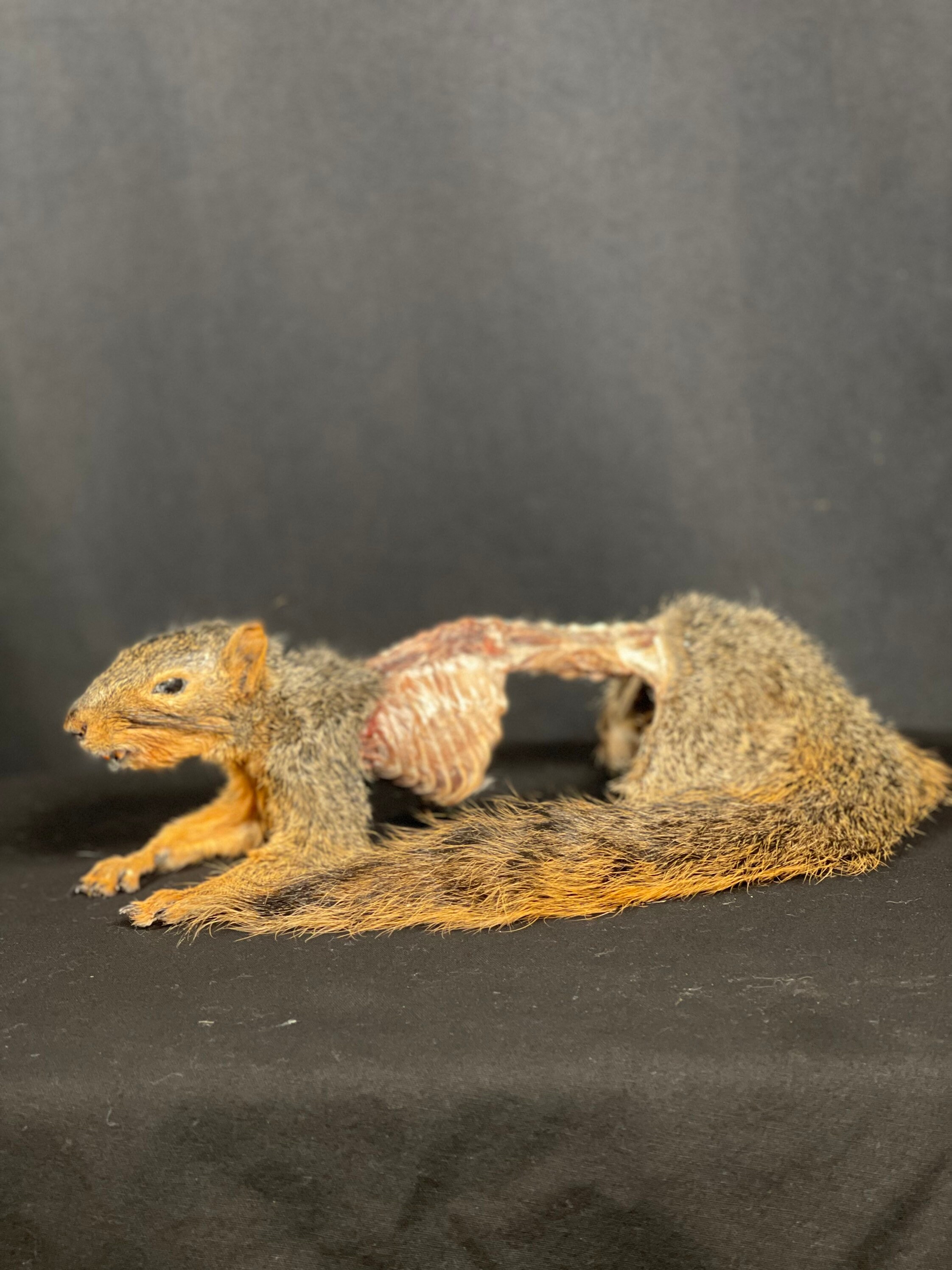 Mummified Zombie Squirrels Taxidermy Oddities - Etsy
