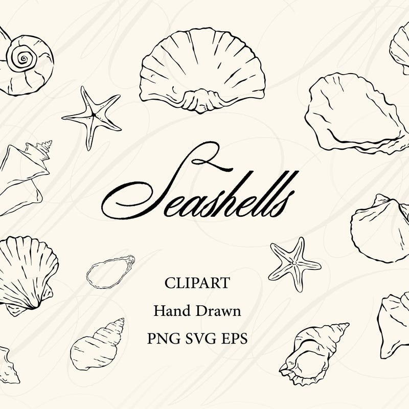 Seashell Drawing Bundle - Etsy UK