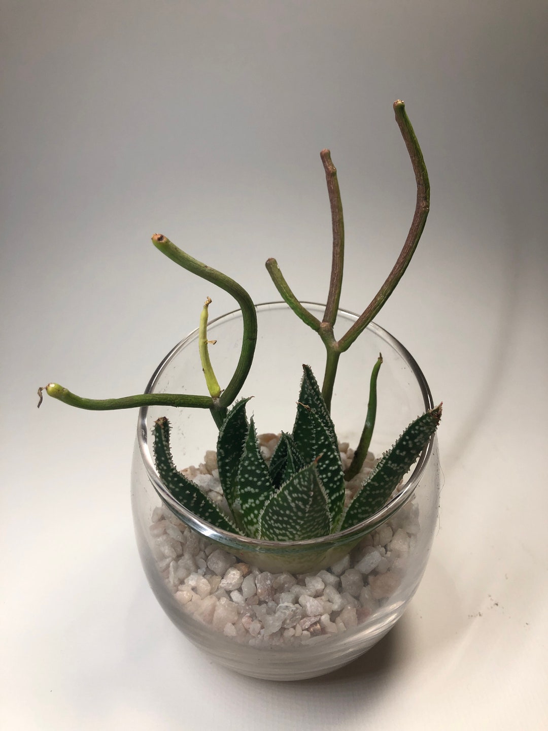 Succulent Terrarium, Haworthia Zebra Plant and Sticks on Fire - Etsy