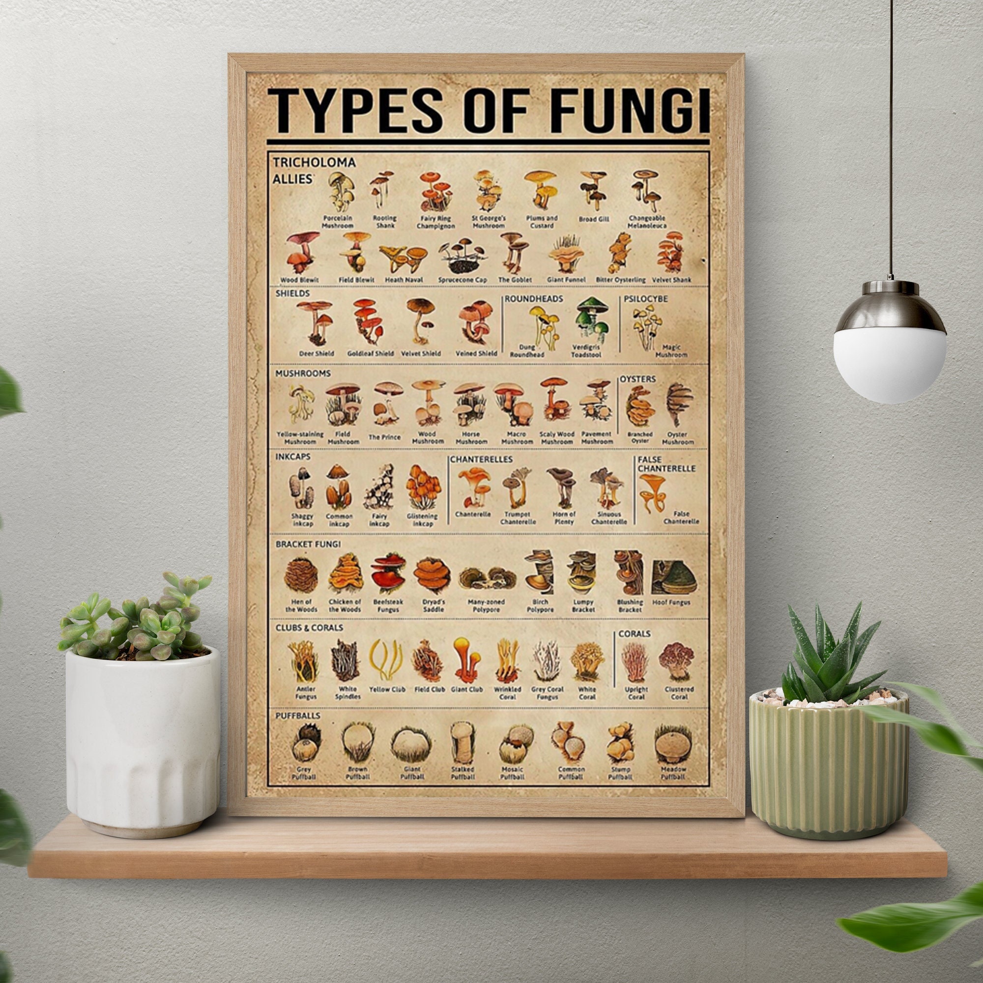 Types of Fungi Vintage Poster, Fungi Poster, Fungi Wall Art, Cooking ...