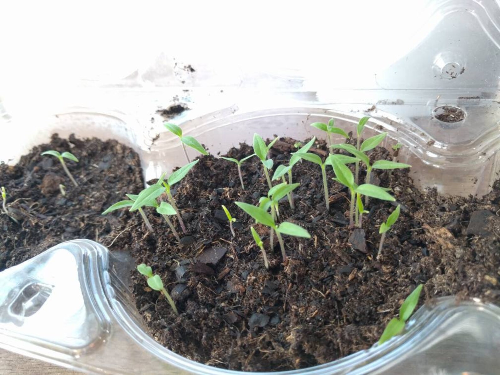 SEEDS Siling Labuyo / Philippine Filipino Bird's Eye Chili - Etsy