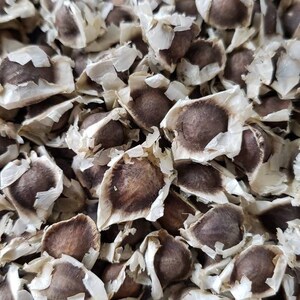 10/25/50 Seeds Moringa Oleifera Malunggay Sajina Shojne La Mu Shenano ...