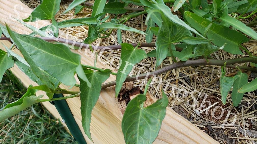 SEEDS Philippine Native Red Kangkong / Aquatic Morning Glory / - Etsy