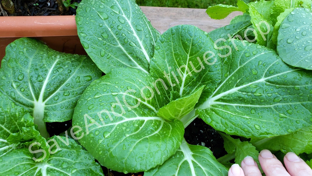 SEEDS Pechay / Petsay Tagalog / Pak Choi / 白菜 / Sawi Puhit /청경채 ...