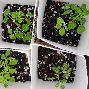 10/25/50 Seeds Moringa Oleifera Malunggay Sajina Shojne La Mu Shenano ...