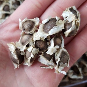 10/25/50 Seeds Moringa Oleifera Malunggay Sajina Shojne La Mu Shenano ...