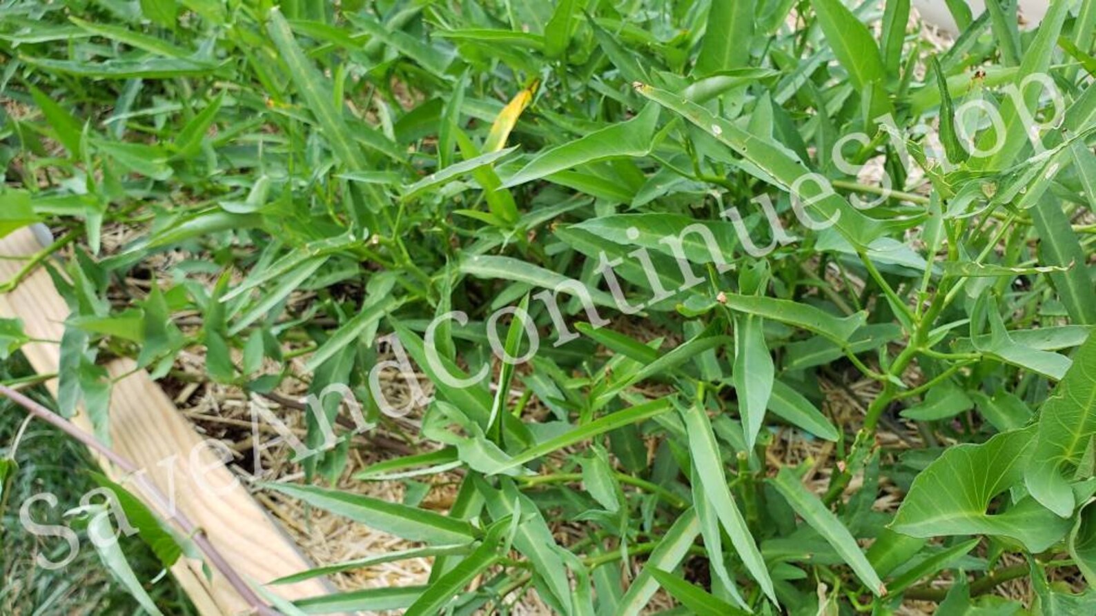 SEEDS Philippine Native Red Kangkong / Aquatic Morning Glory / - Etsy