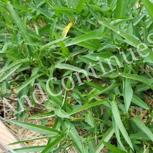 SEEDS Philippine Native Red Kangkong / Aquatic Morning Glory / Swamp ...