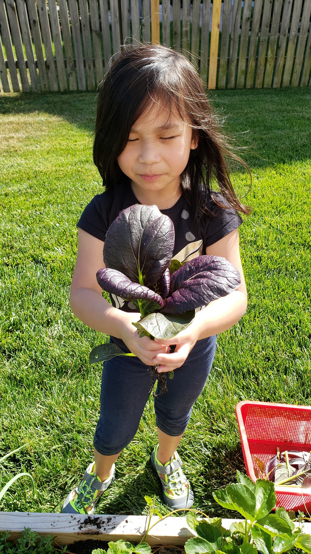 SEEDS Red Purple Pechay / Petsay Tagalog / Pak Choi / 白菜 / Sawi Puhit ...