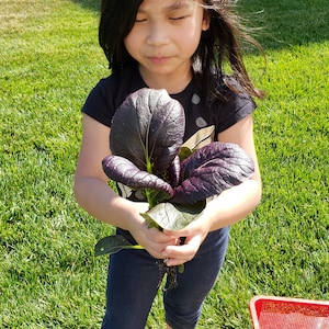 SEEDS Red Purple Pechay / Petsay Tagalog / Pak Choi / 白菜 / Sawi Puhit ...