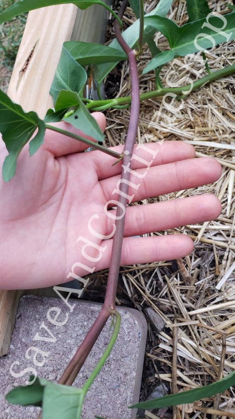 Red Kangkong Seeds: Philippine Native Aquatic Morning Glory - Etsy