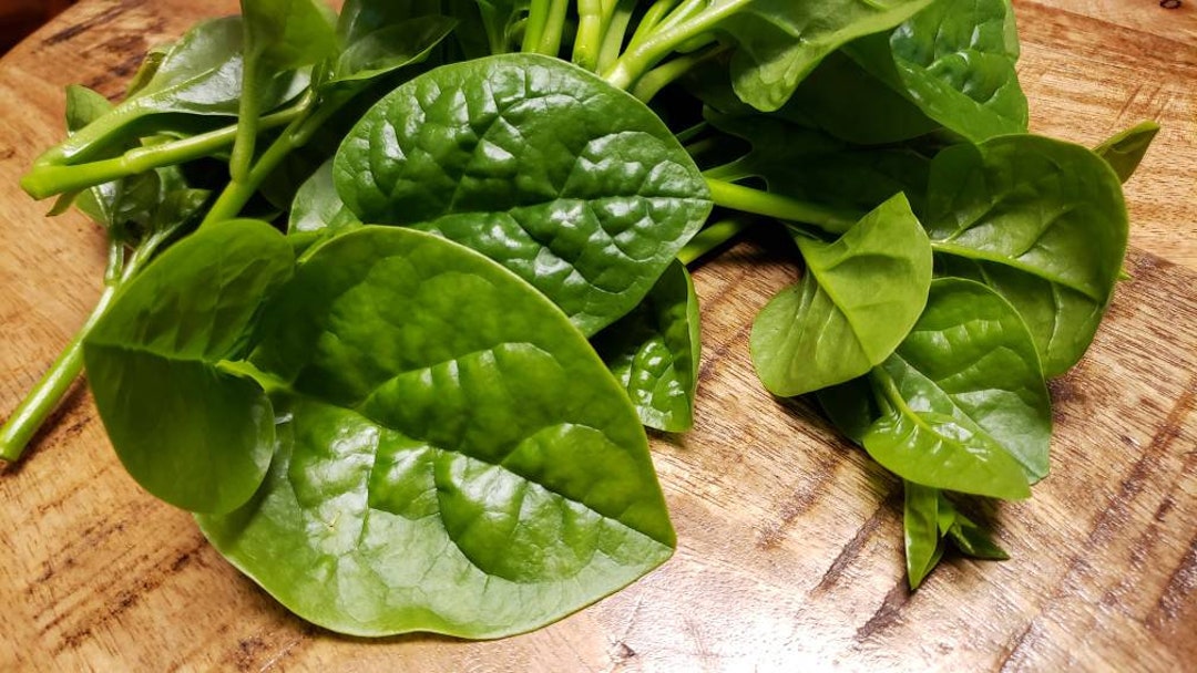 Malabar Spinach Seeds - Alugbati - Vine Spinach (for 2025 Season) - Etsy