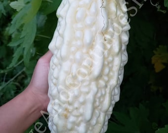 Okinawan Pure White Bitter Melon - Etsy