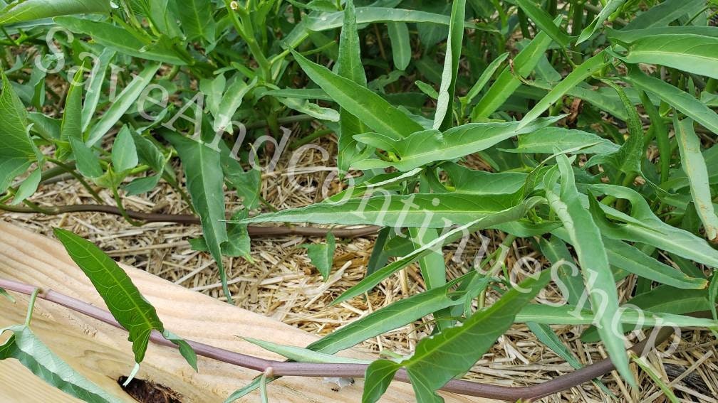 SEEDS Philippine Native Red Kangkong / Aquatic Morning Glory / - Etsy
