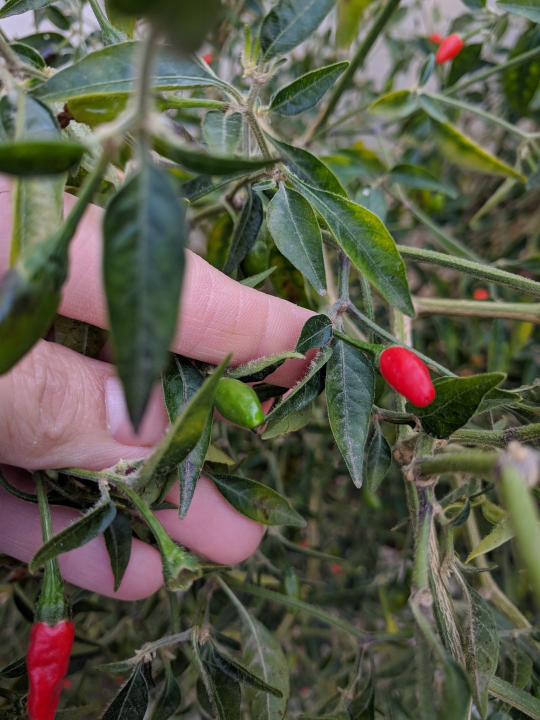 SEEDS Siling Labuyo / Philippine Filipino Bird's Eye Chili (FOR 2025 ...