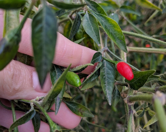 SEEDS Siling Labuyo / Philippine Filipino Bird's Eye Chili (FOR 2025 ...