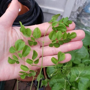 10/25/50 Seeds Moringa Oleifera Malunggay Sajina Shojne La Mu Shenano ...