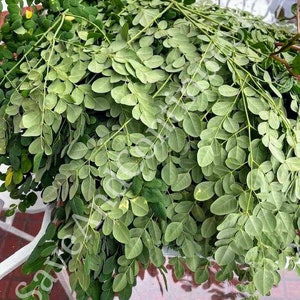 10/25/50 Seeds Moringa Oleifera Malunggay Sajina Shojne La Mu Shenano ...
