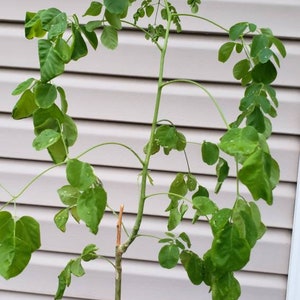 10/25/50 Seeds Moringa Oleifera Malunggay Sajina Shojne La Mu Shenano ...