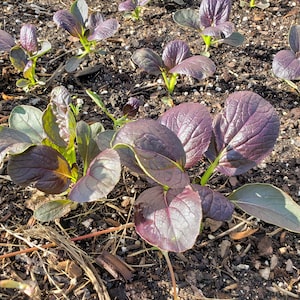 SEEDS Red Purple Pechay / Petsay Tagalog / Pak Choi / 白菜 / Sawi Puhit ...