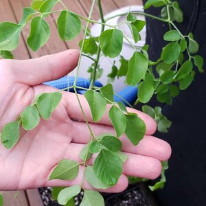 10/25/50 Seeds Moringa Oleifera Malunggay Sajina Shojne La Mu Shenano ...