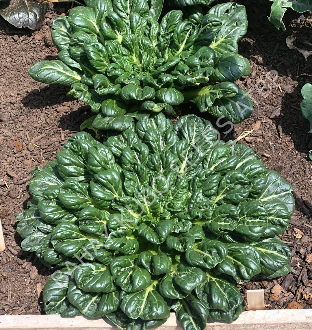 SEEDS Tatsoi / Spoon Mustard / Tatsoi Cabbage / Tatsoi Pak Choi ...