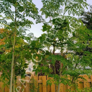 10/25/50 Seeds Moringa Oleifera Malunggay Sajina Shojne La Mu Shenano ...
