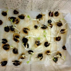 10/25/50 Seeds Moringa Oleifera Malunggay Sajina Shojne La Mu Shenano ...