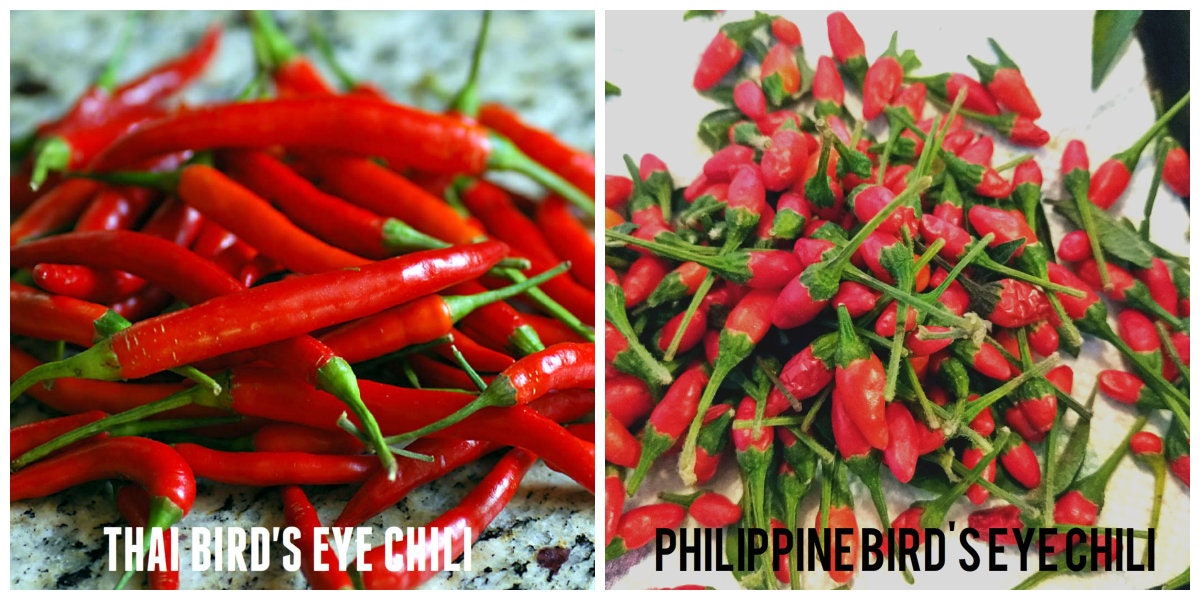 SEEDS Siling Labuyo / Philippine Filipino Bird's Eye Chili - Etsy Ireland