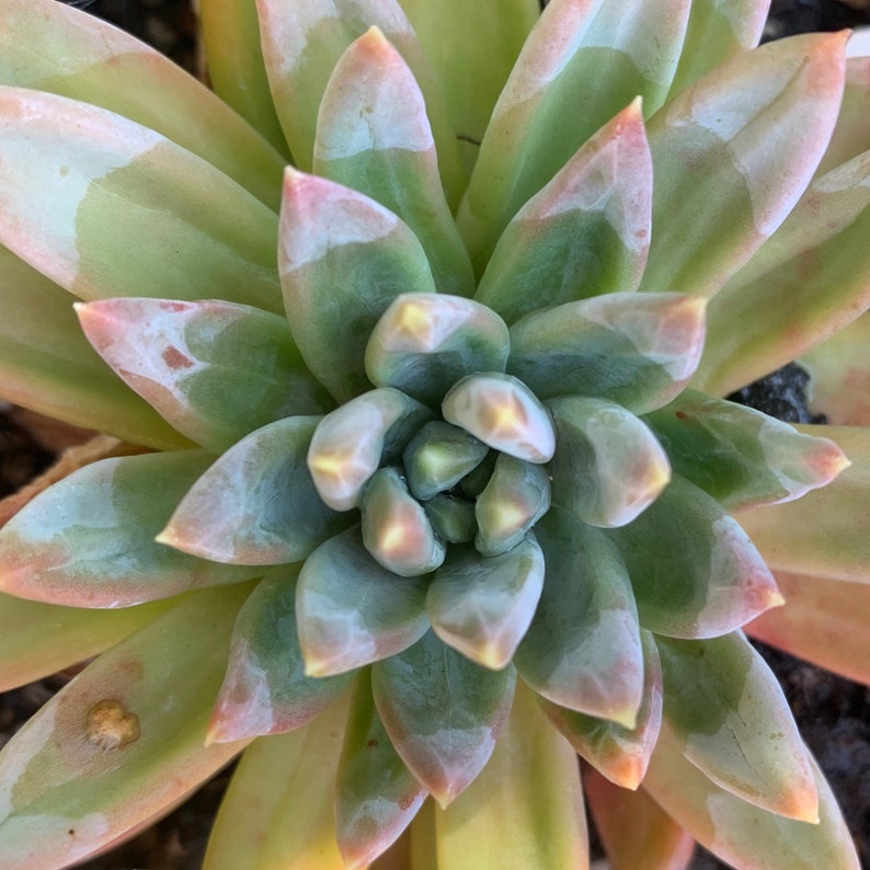 Star Shaped Succulent Digital Photograph Printable Download - Etsy