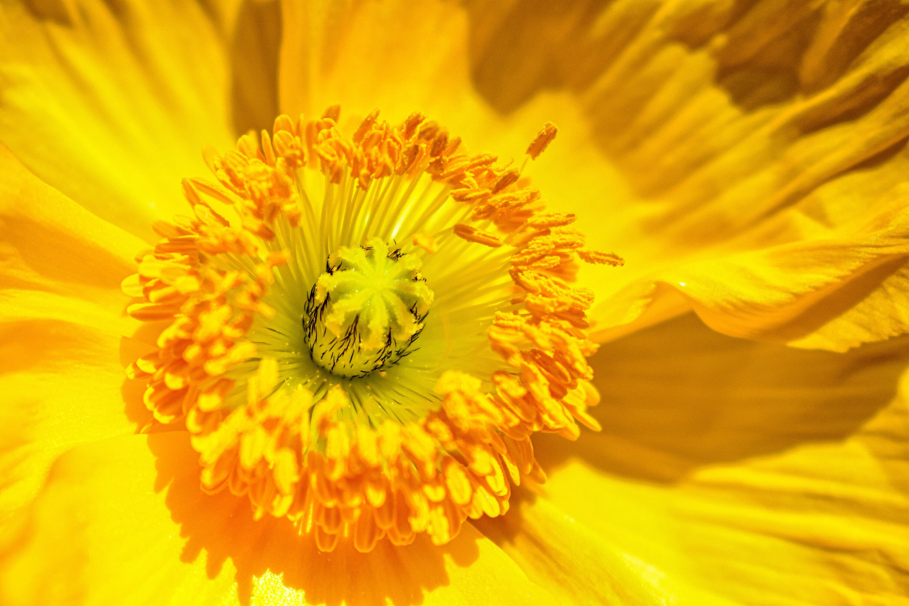 Yellow Poppy Flower in Garden Digital Photography Print - Etsy India