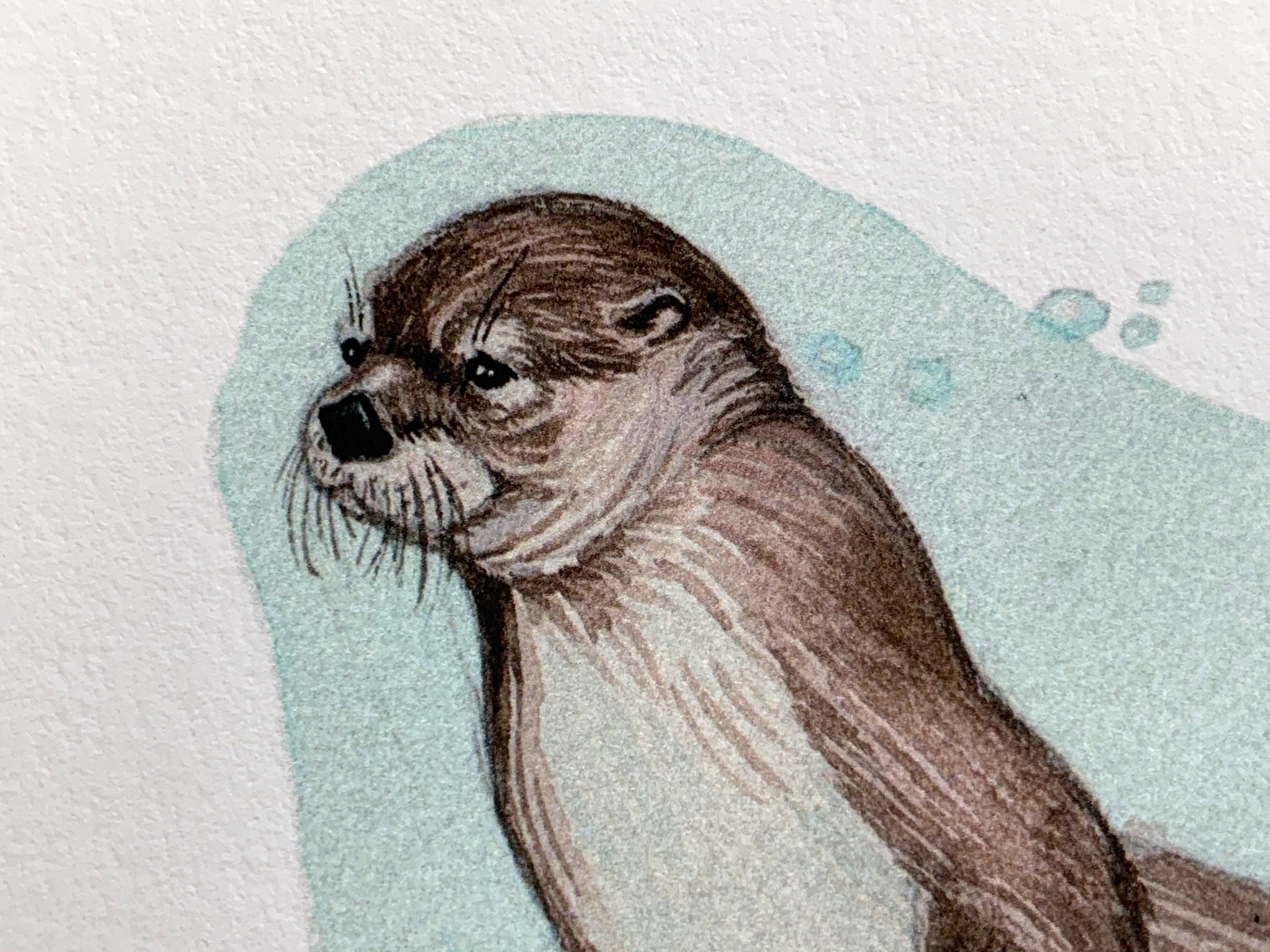 Otters Print, Two Sea Otters Swimming, Marine Animal Art, Print From an ...