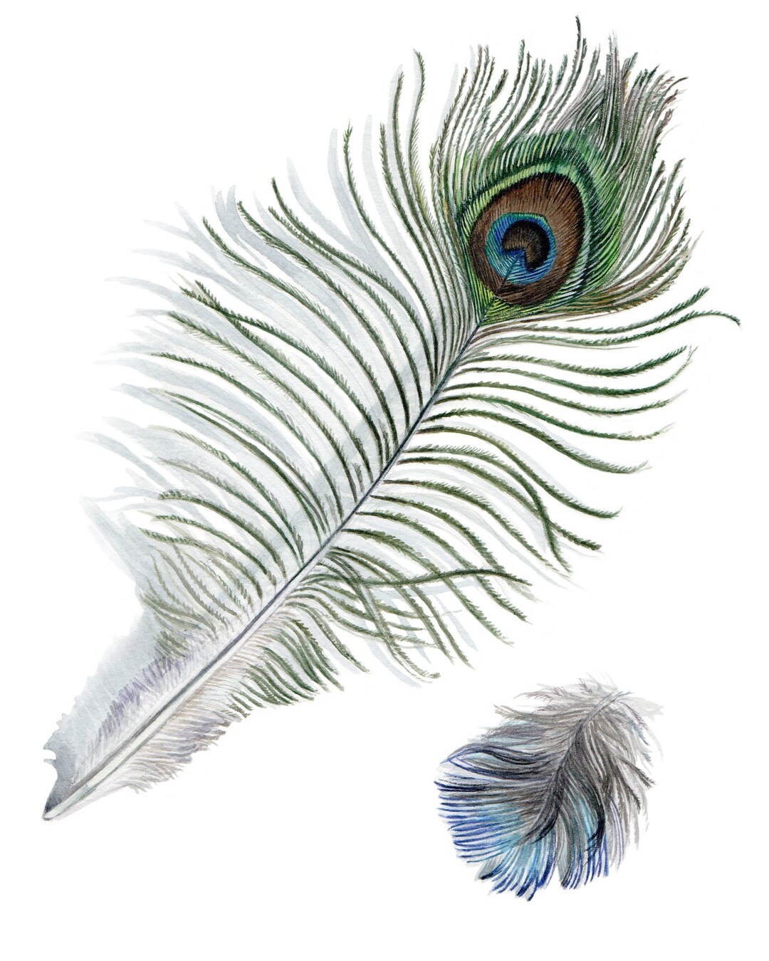 Peacock Feathers Print, Feather Print, Bird Print, Art Print of an ...