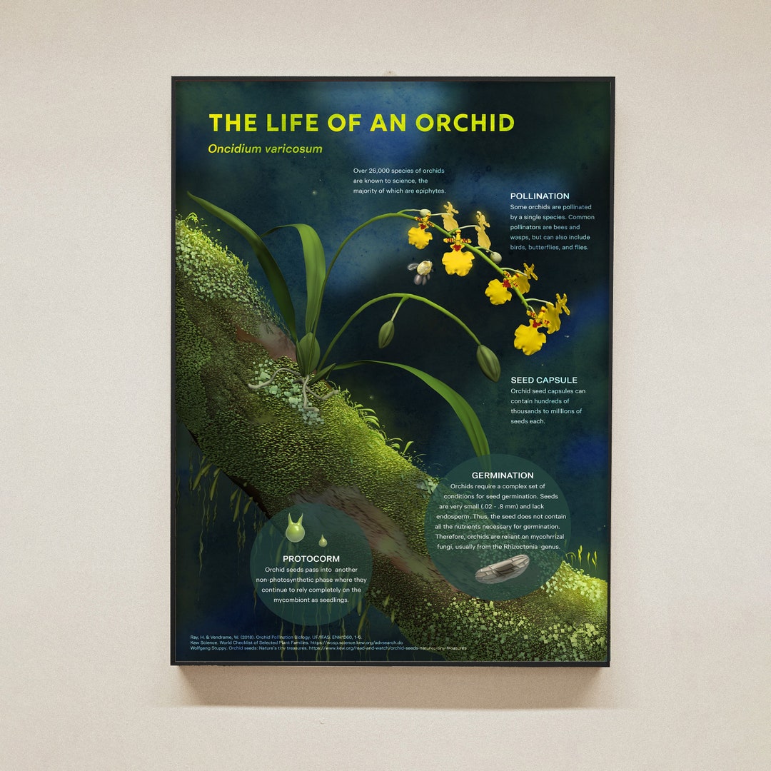 Orchid Life Cycle Poster - Etsy