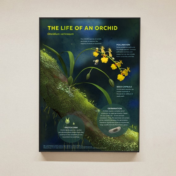 Orchid Life Cycle Poster - Etsy