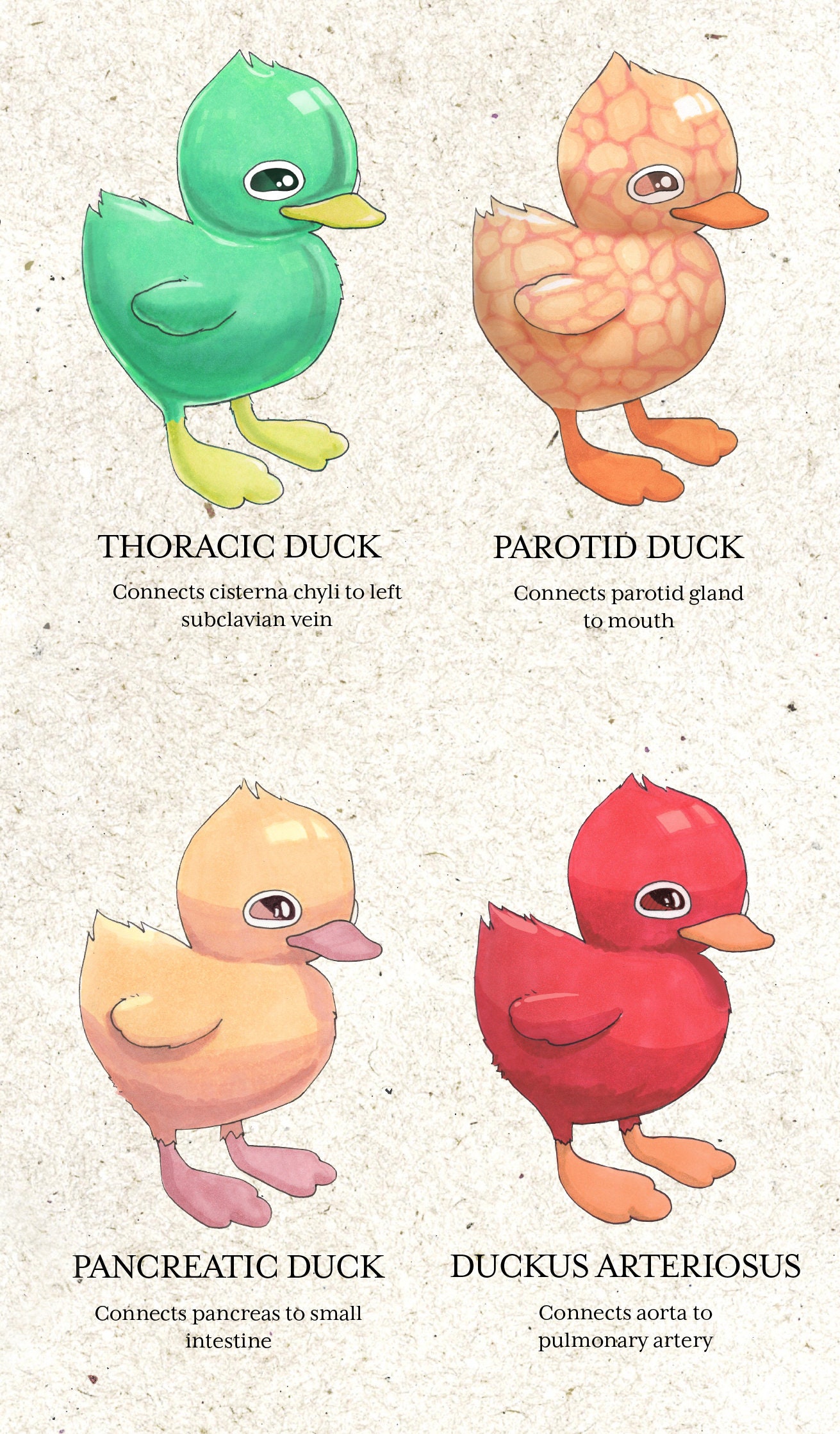 The Ducks of the Human Body Poster - Etsy