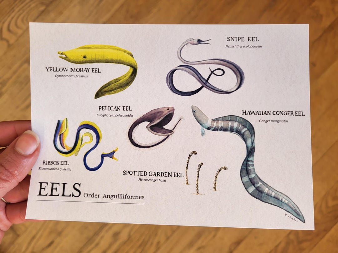 Eel Varieties Small Print 5x7" (set of 2) - Etsy