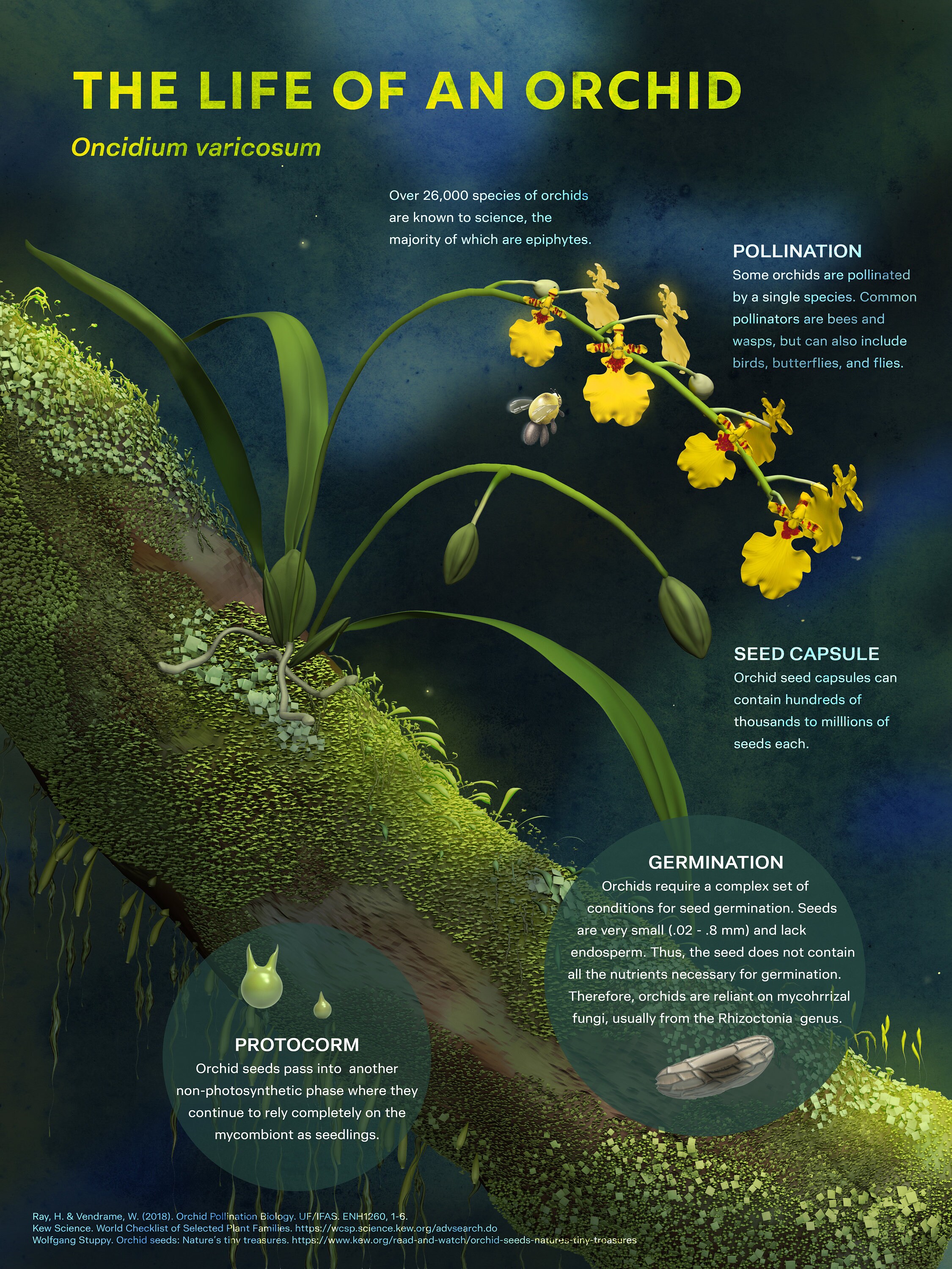 Orchid Life Cycle Poster - Etsy