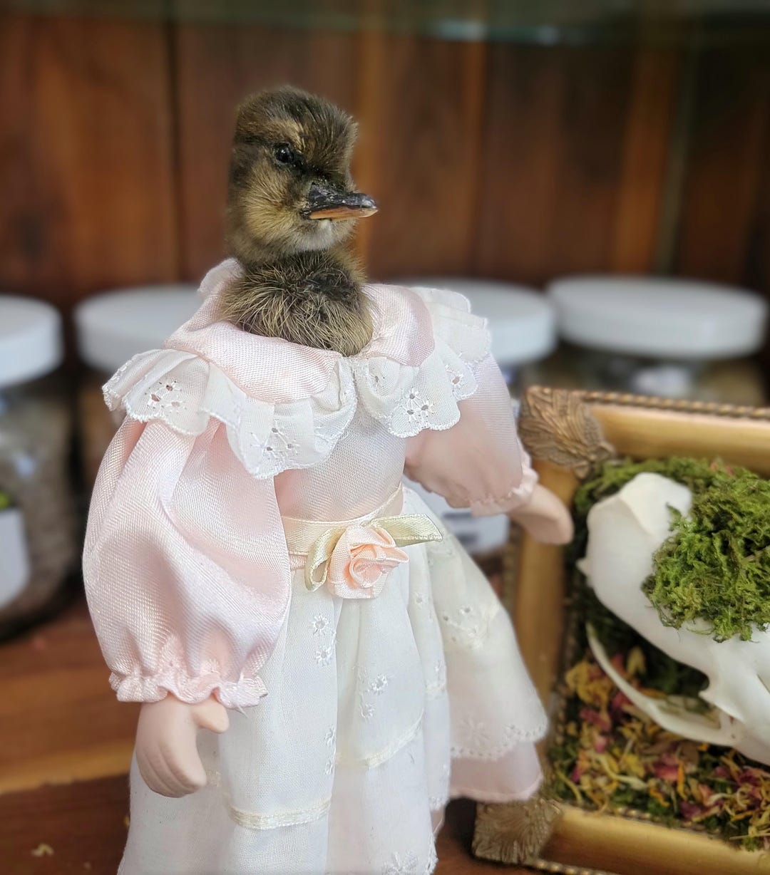 Taxidermy Duckling Doll - Etsy