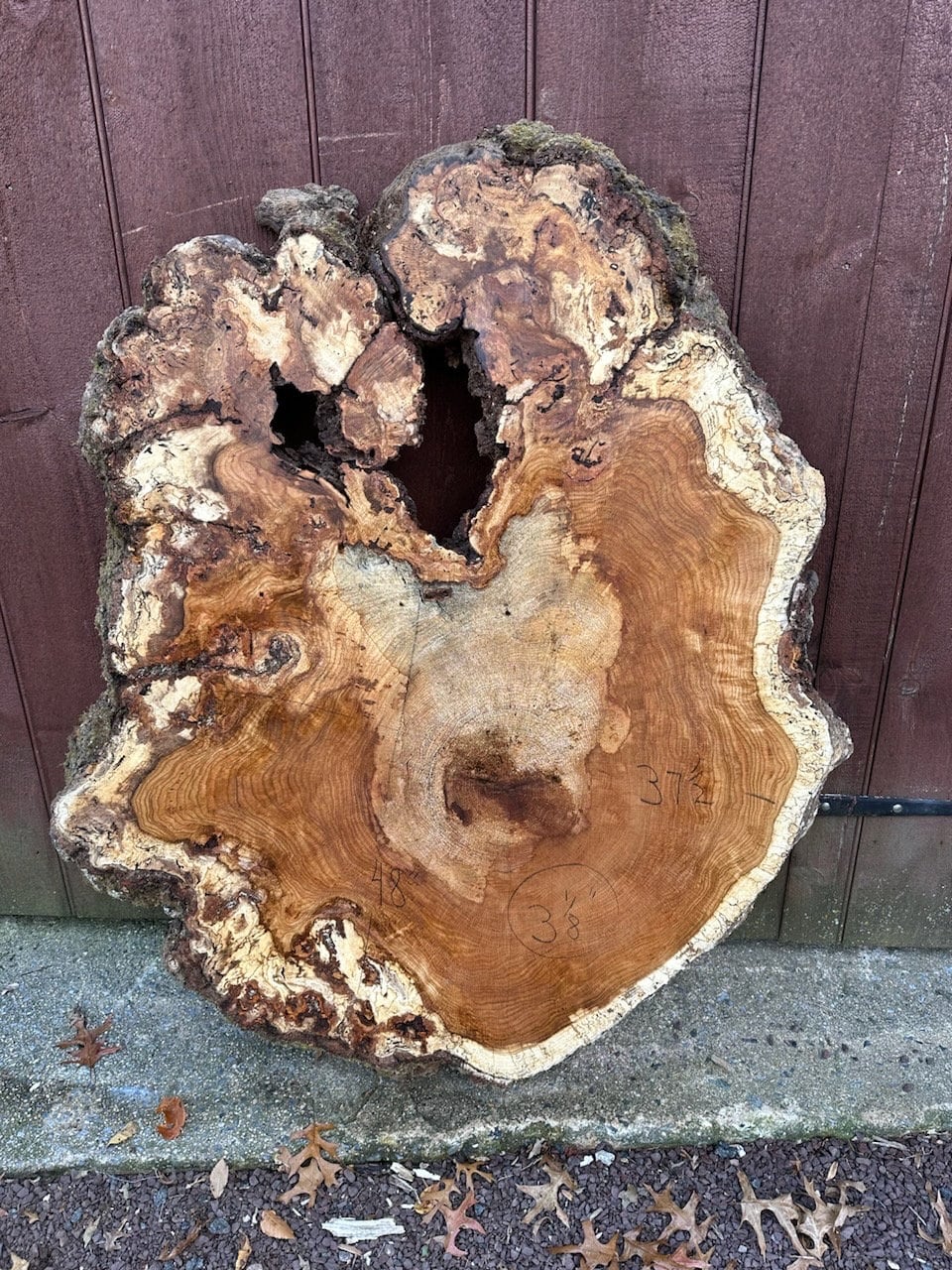 Big Wood Round With Live Edge - Etsy