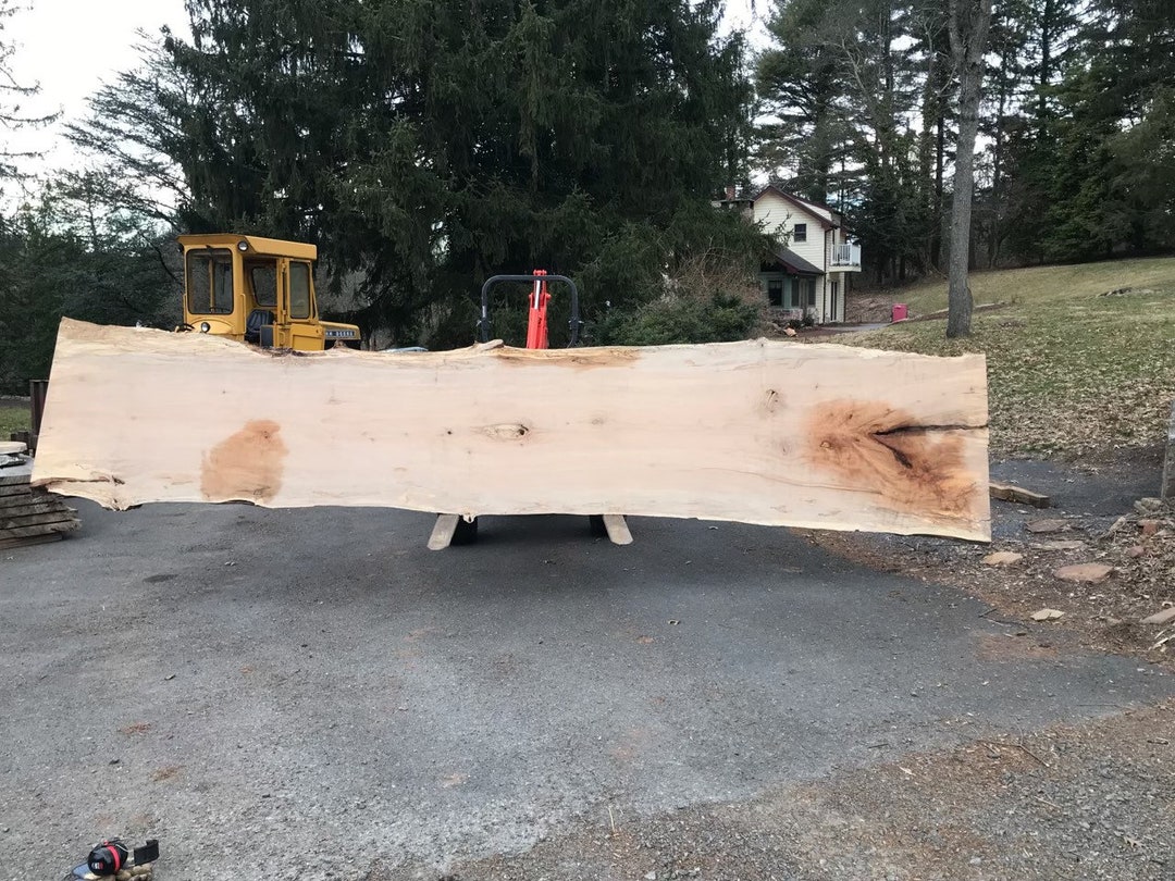 19 Foot Long, GIANT Maple Slabs - Etsy