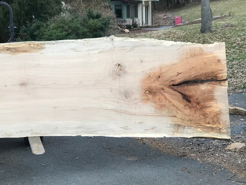 19 Foot Long, GIANT Maple Slabs - Etsy