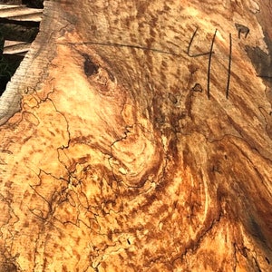 Spalted Maple Live Edge Wood Slab. Spalted Wood Slab Table. Wormy ...