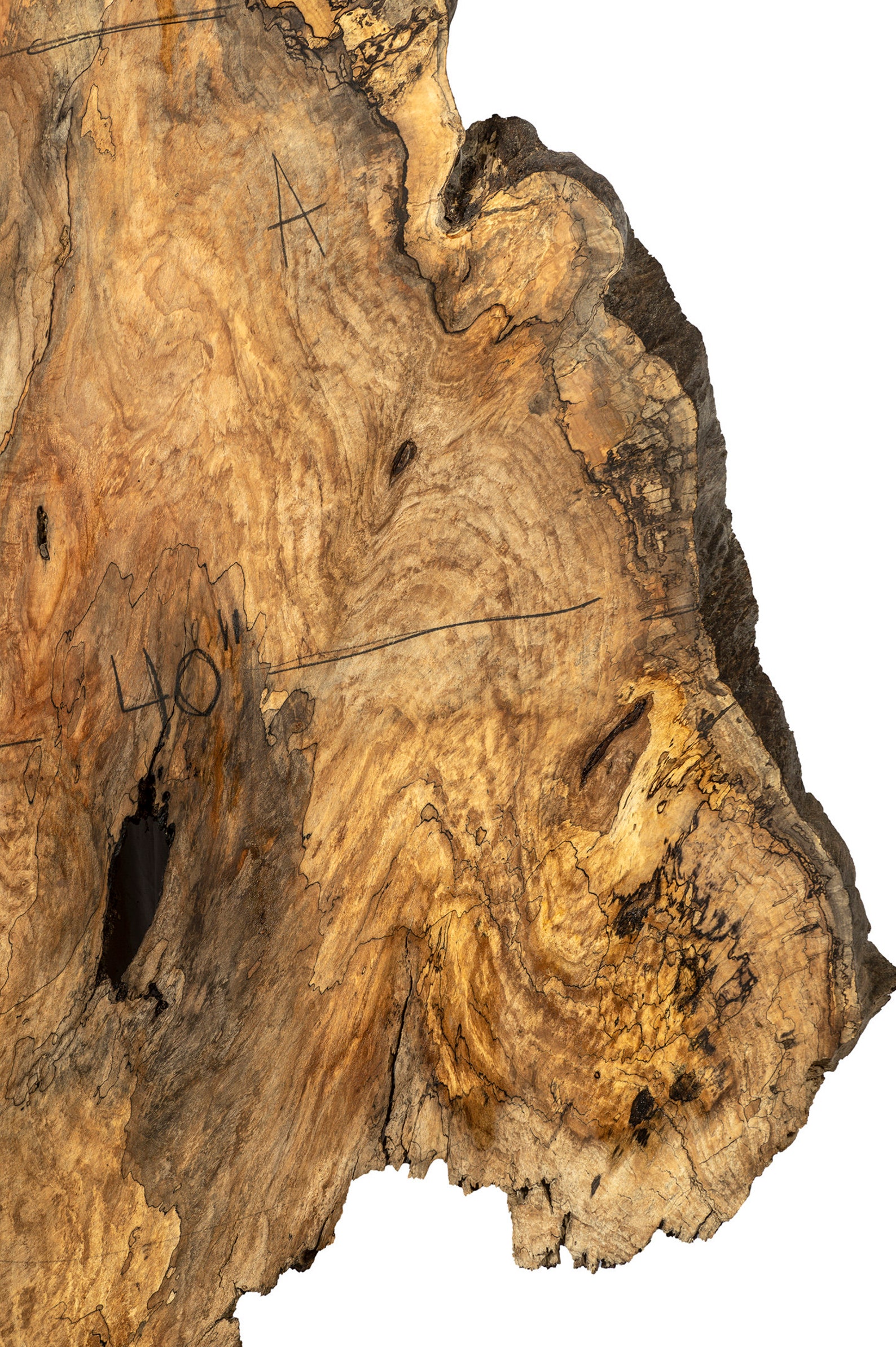 Live Edge Maple Wood Slab. Spalted Maple Wood Slab. Eight Foot Maple ...